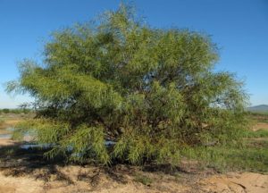 Clearing alien bush for rooibos | Klipopmekaar