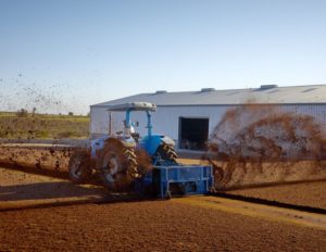 Rooibos Tea Processing