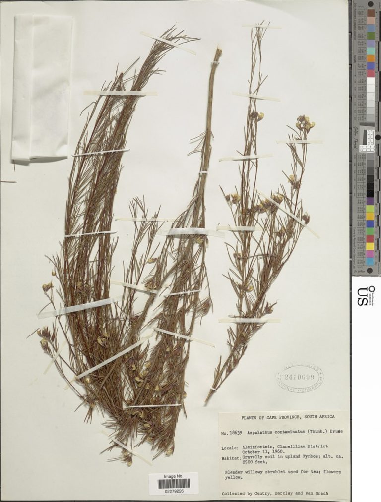 The Botany of Rooibos | Klipopmekaar