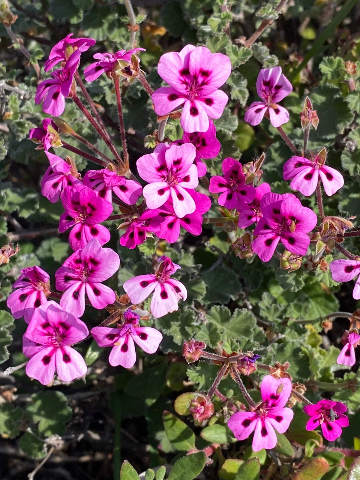 Our West Coast Flower Season is here! | Klipopmekaar