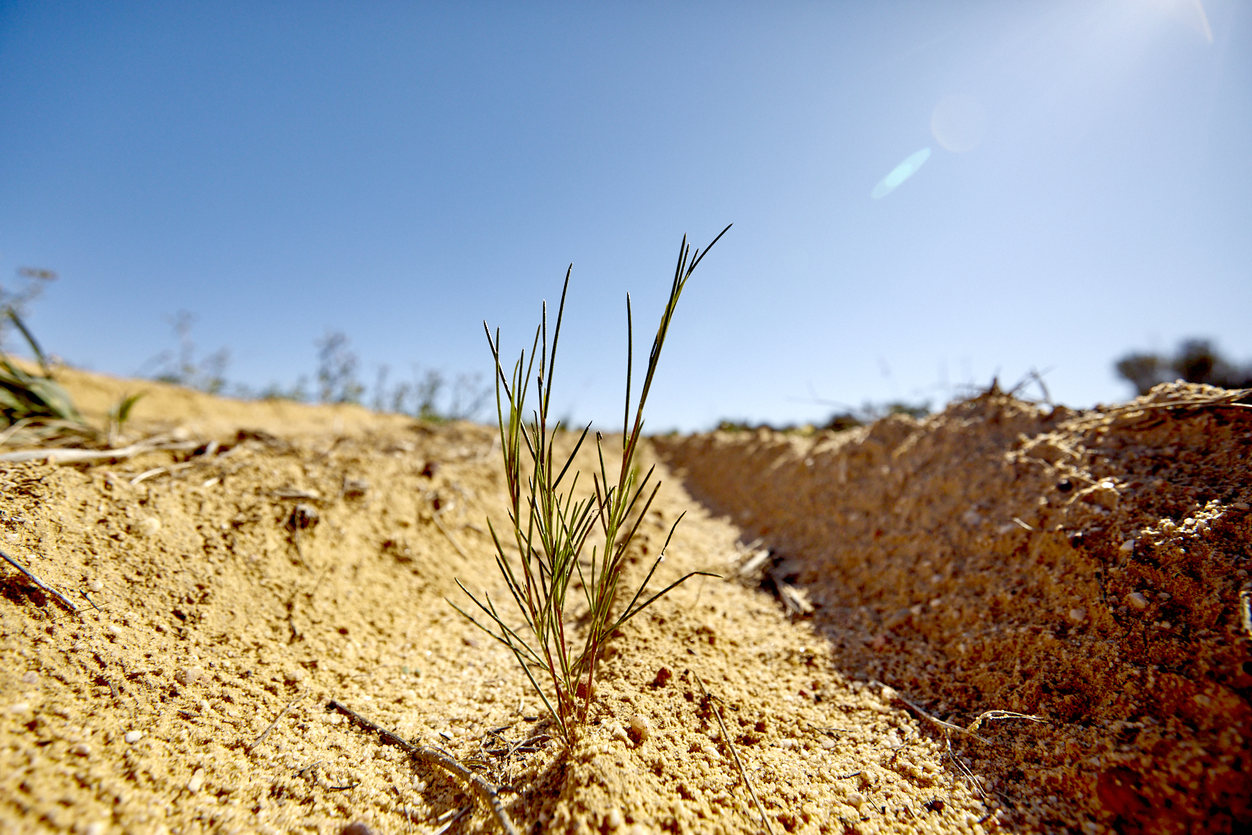 Why Is Rooibos Only Grown In South Africa? | Klipopmekaar
